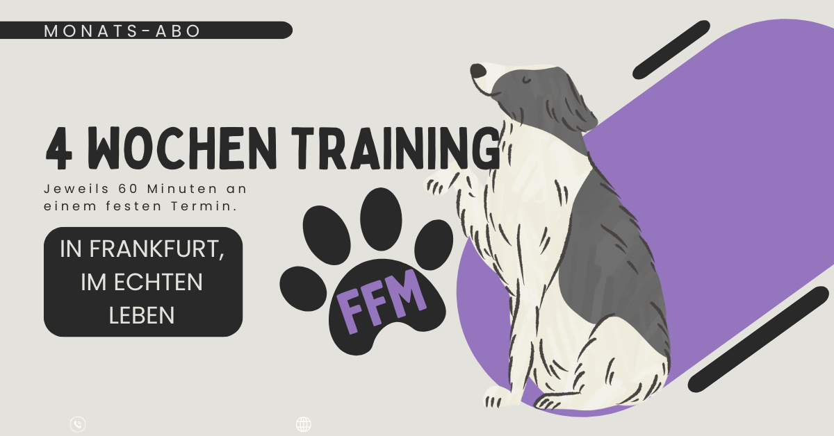 Hundetraining Pakete Frankfurt | Rehabilitiere Hundeschule für ...